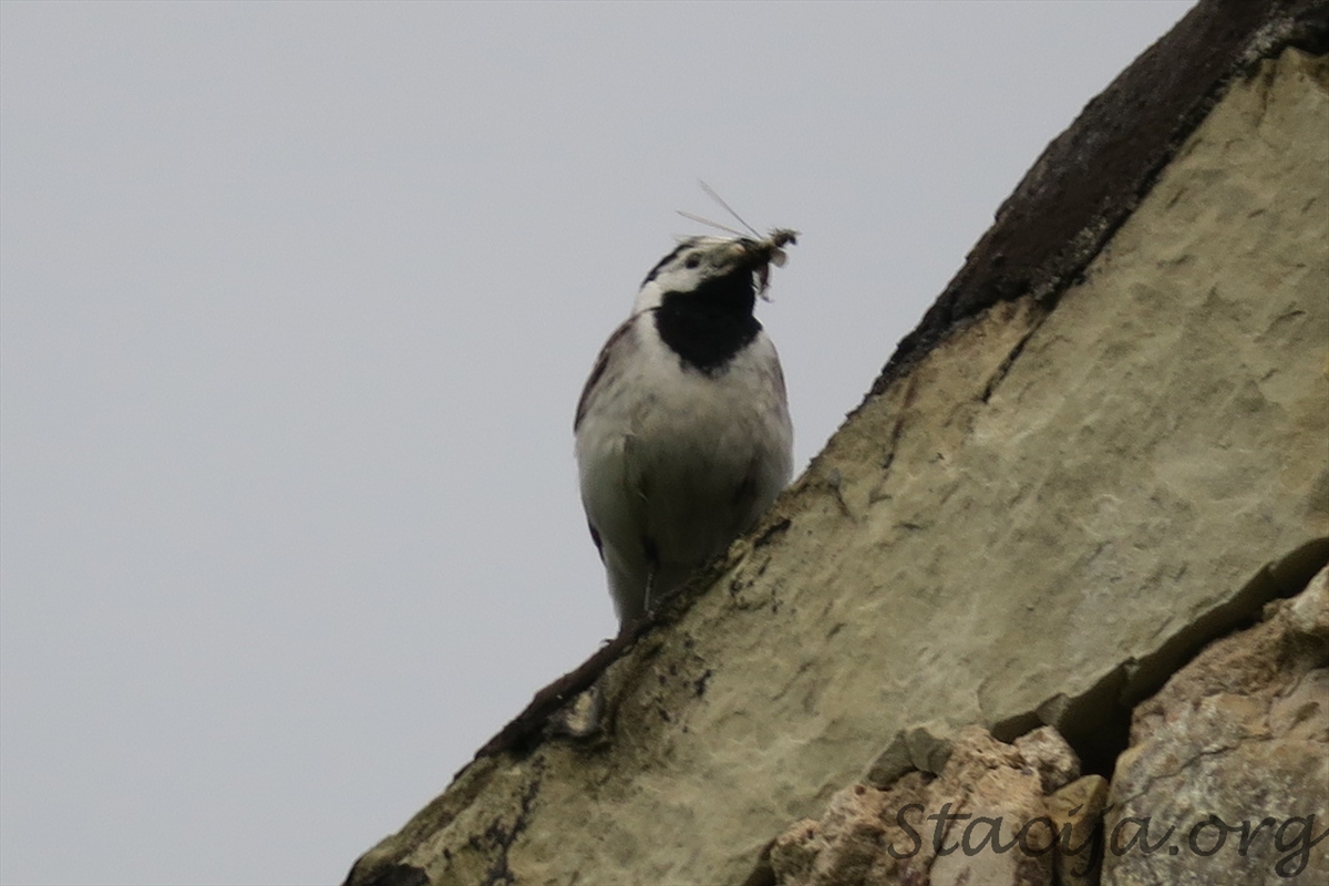 56 Balta cielava – Stacija